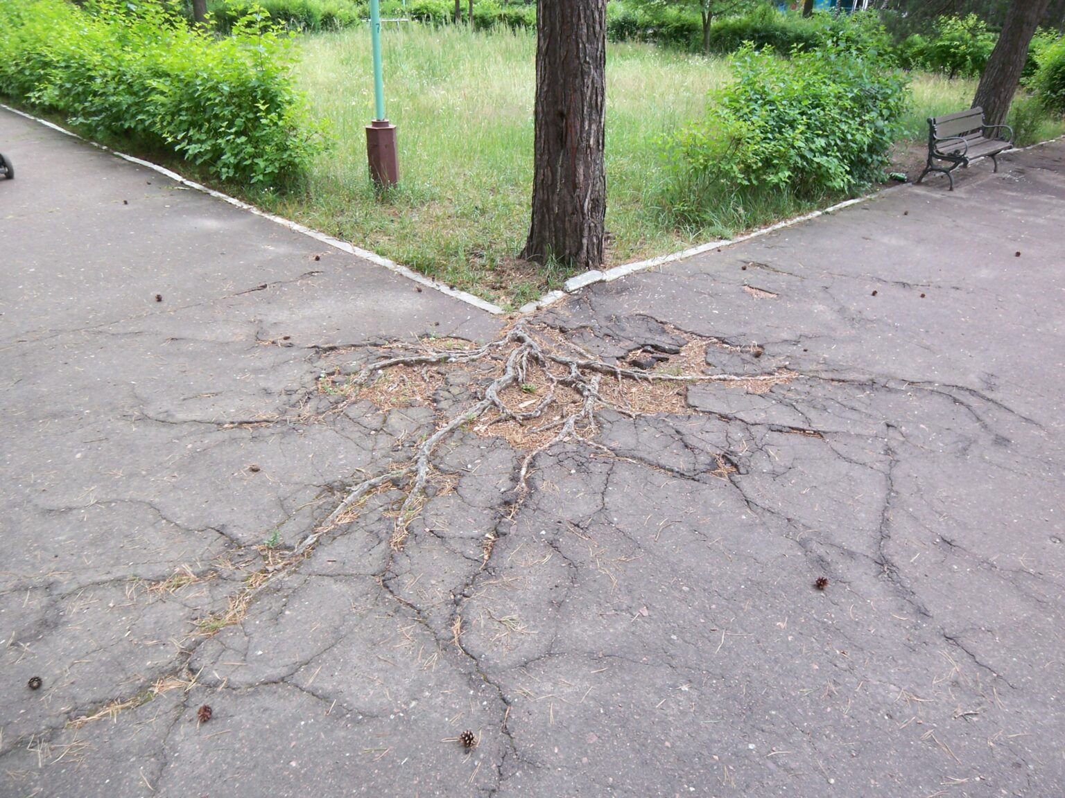 How to Combat Root Damage in Driveways and Parking Lots